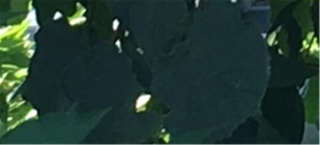 Kinderchor startet unter Leitung von Christine Rahn