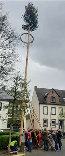 Maibaum nach alter Tradition aufgestellt