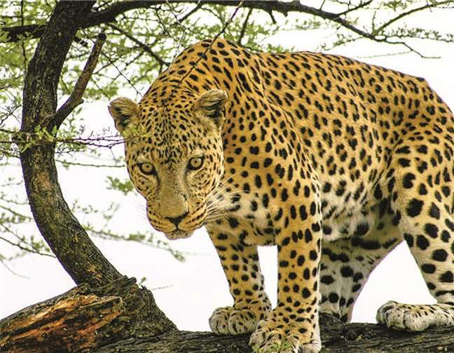 Namibias Tierwelt erleben