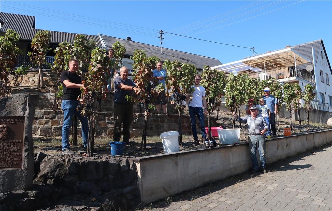 Groß und Klein bei der Ernte im Wingert am Gerhard-Marcks-Platz