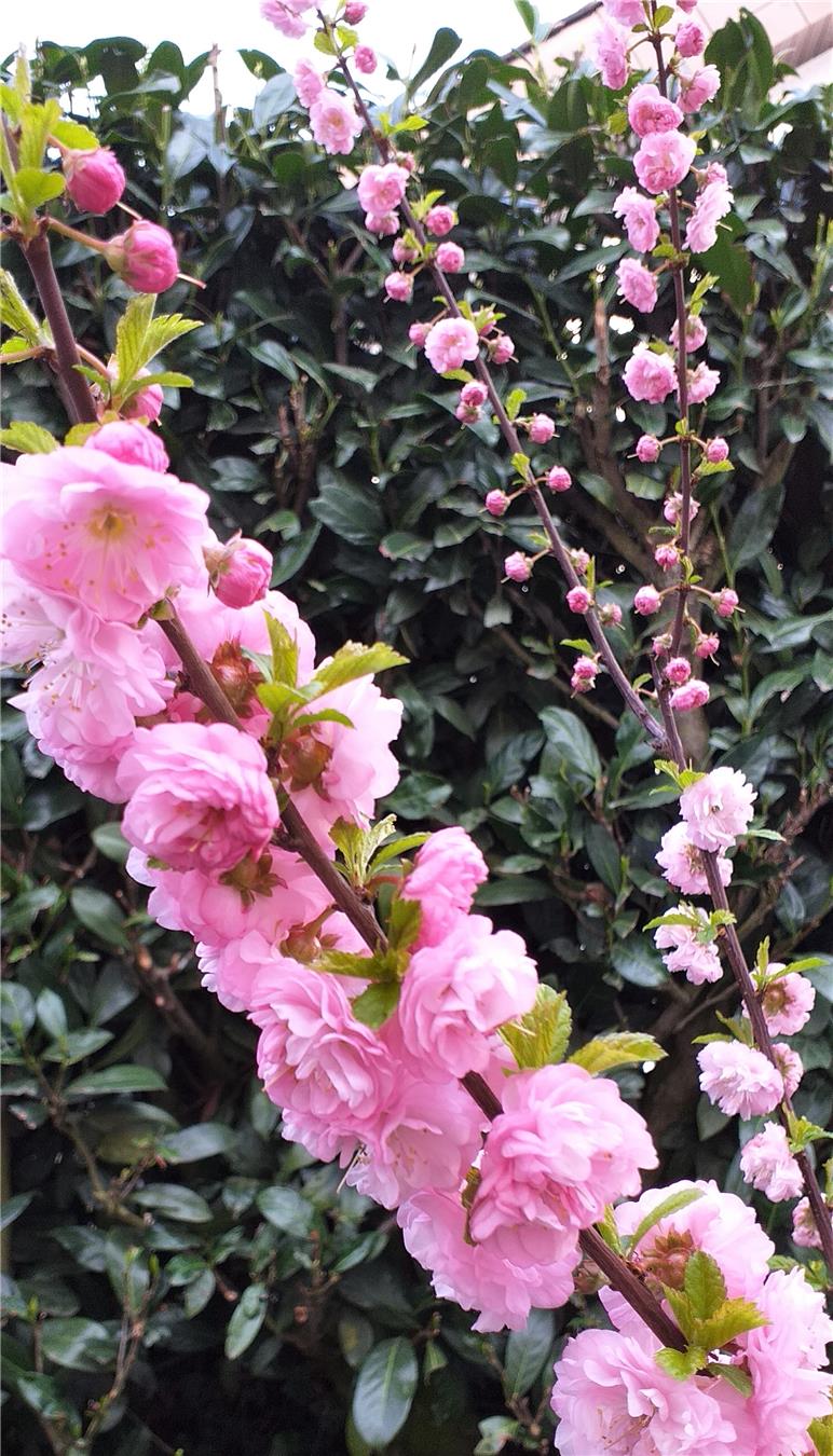 Mandelbaum in voller Blüte