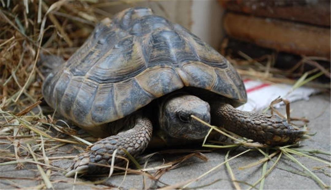 Hans-Rüdiger sucht sein Herrchen