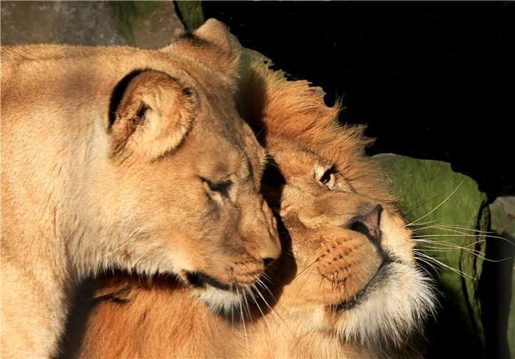 Das Liebesleben der Tiere