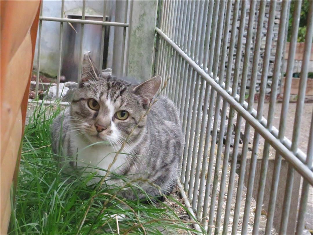 Zwei Samtpfoten suchen ein Zuhause