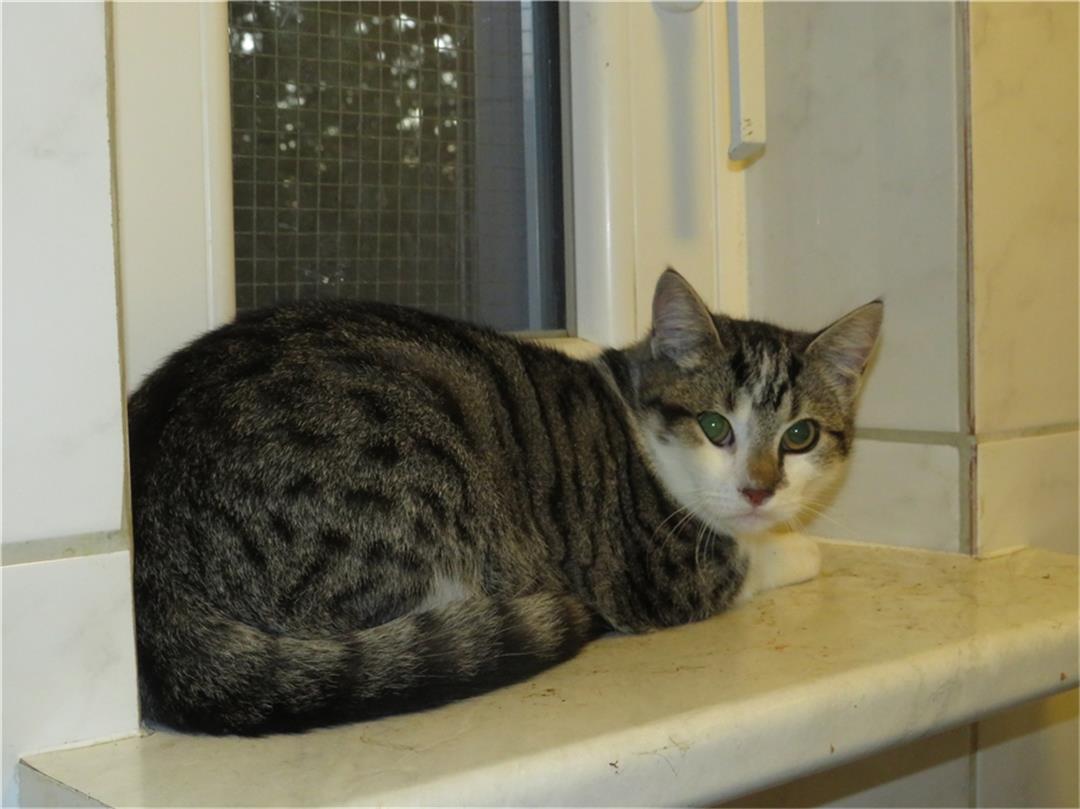 Katzengeschwister Mick und Mel