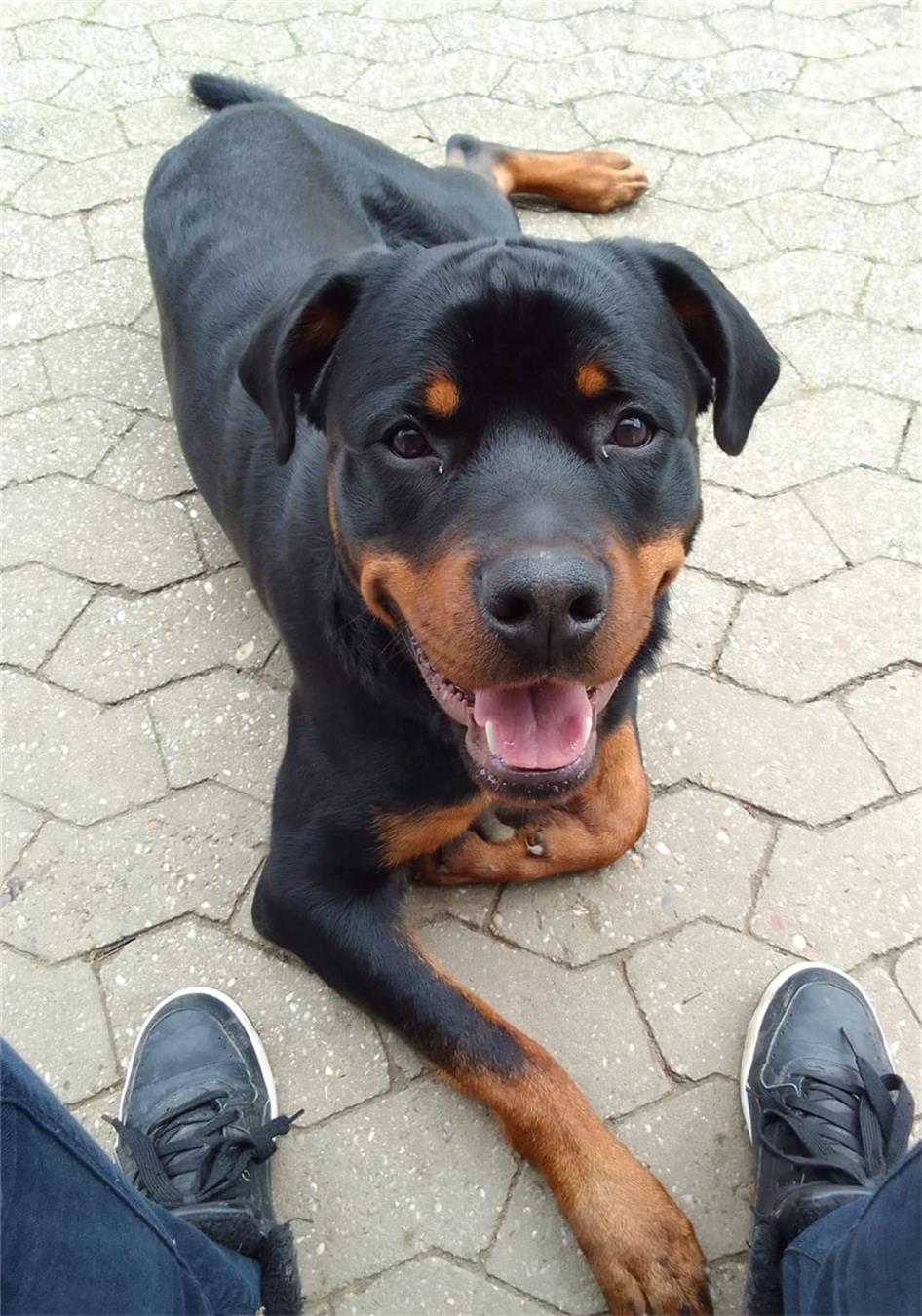 Willy sucht Rottweiler-Fans