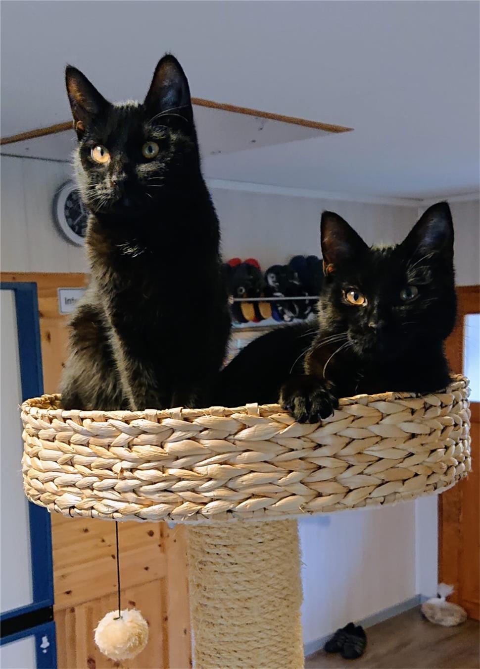 Simon und Juppi auf der Suche nach dem Glück