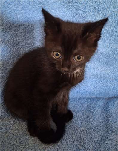 Wer öffnet sein Herz für süße Kitten und eine Katzenmama